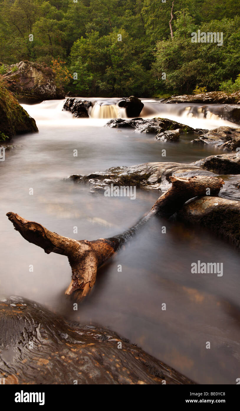 A tree branch in the River Braan at Rumbling Bridge, Perthshire Stock ...
