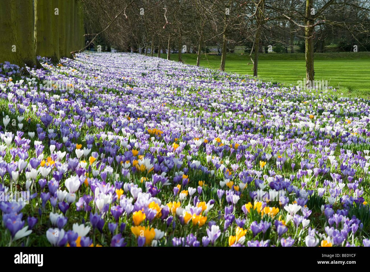 Crocuses in spring trinity college hi-res stock photography and images ...