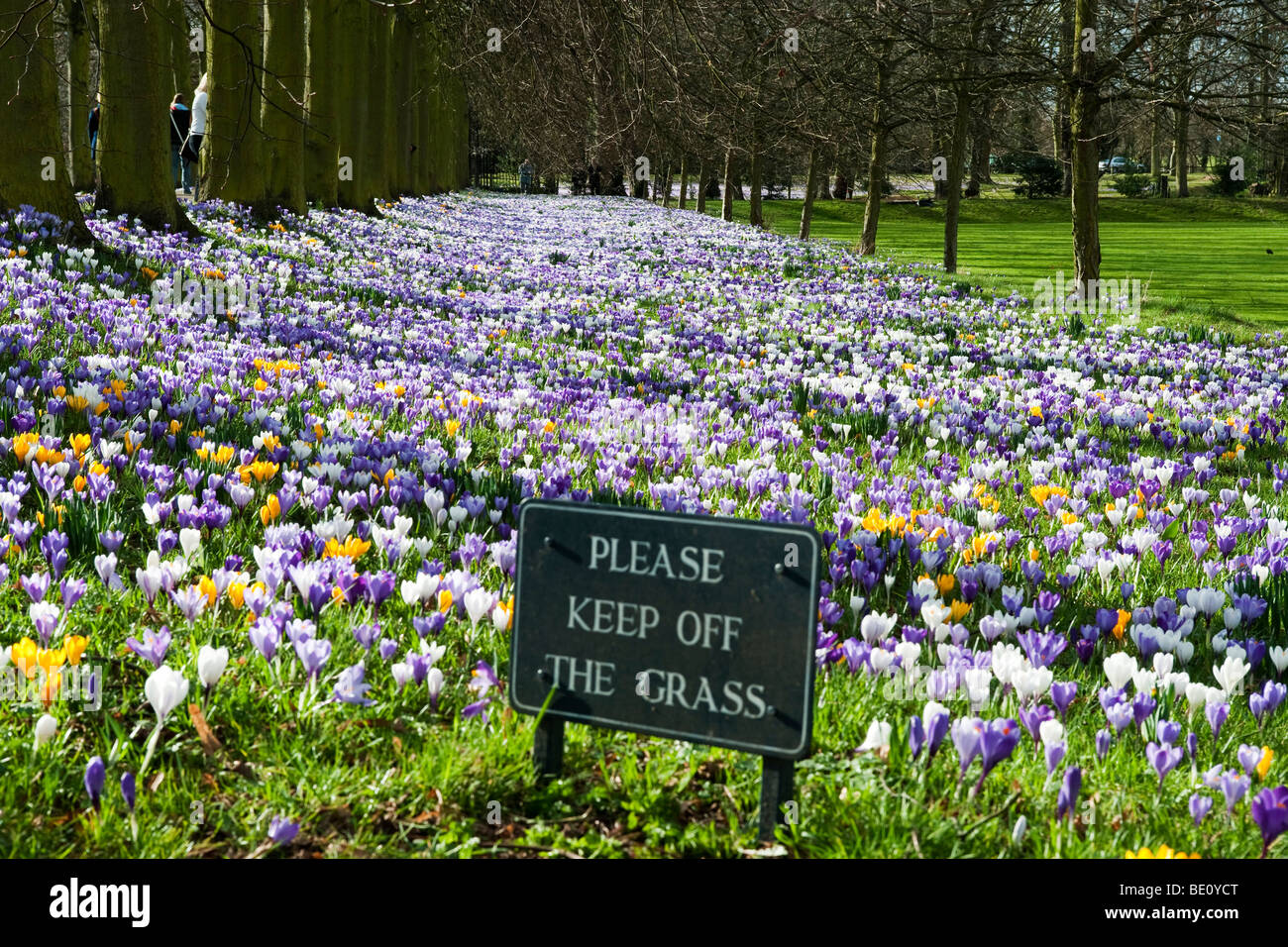 Crocuses in Spring, Trinity College Cambridge Stock Photo - Alamy