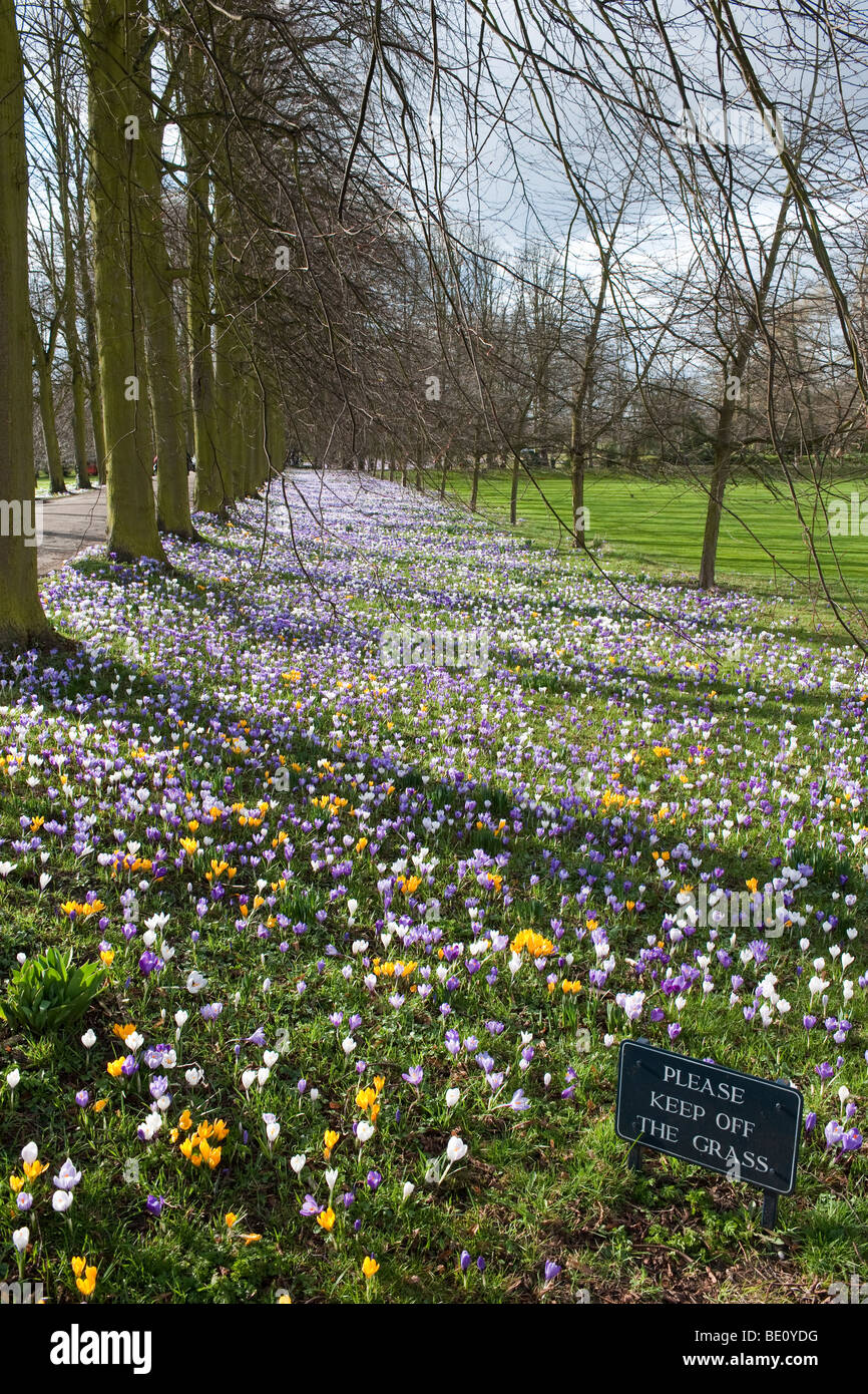 Crocus fields hi-res stock photography and images - Alamy