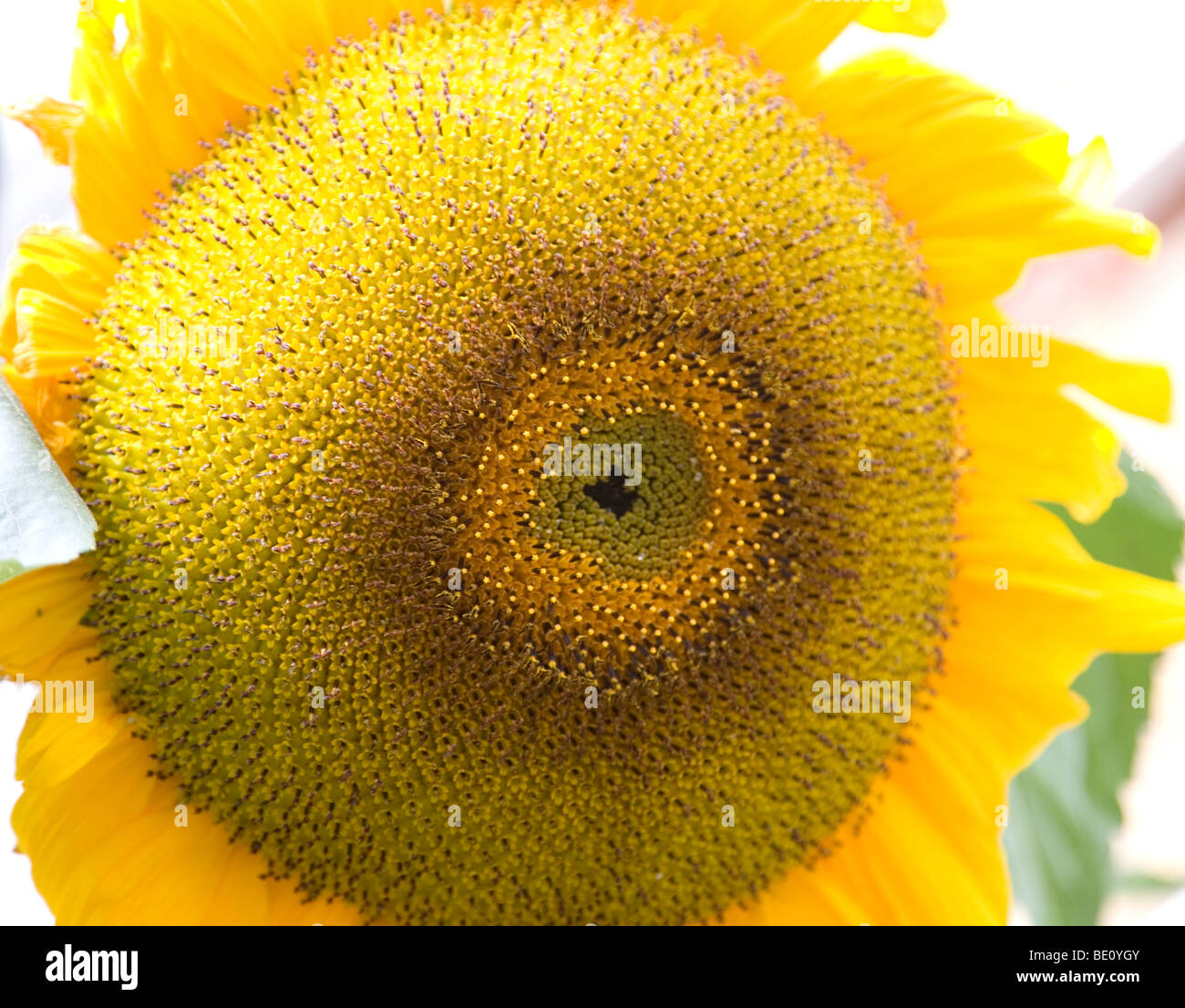 Large single sunflower head hi-res stock photography and images - Alamy