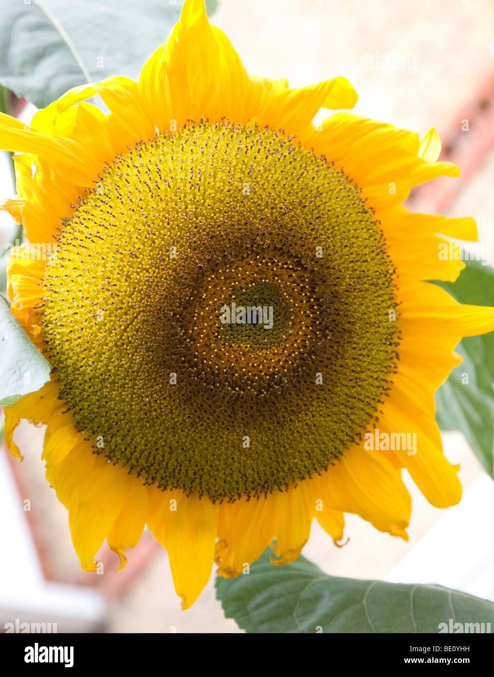 Composite flower head hi-res stock photography and images - Alamy