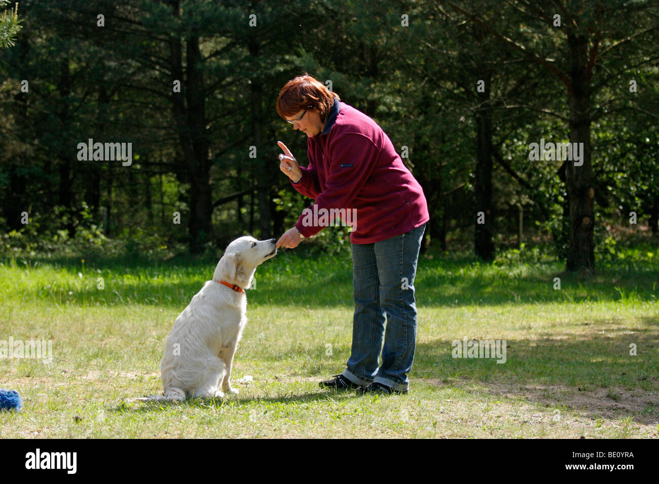 woman training her dog Stock Photo - Alamy