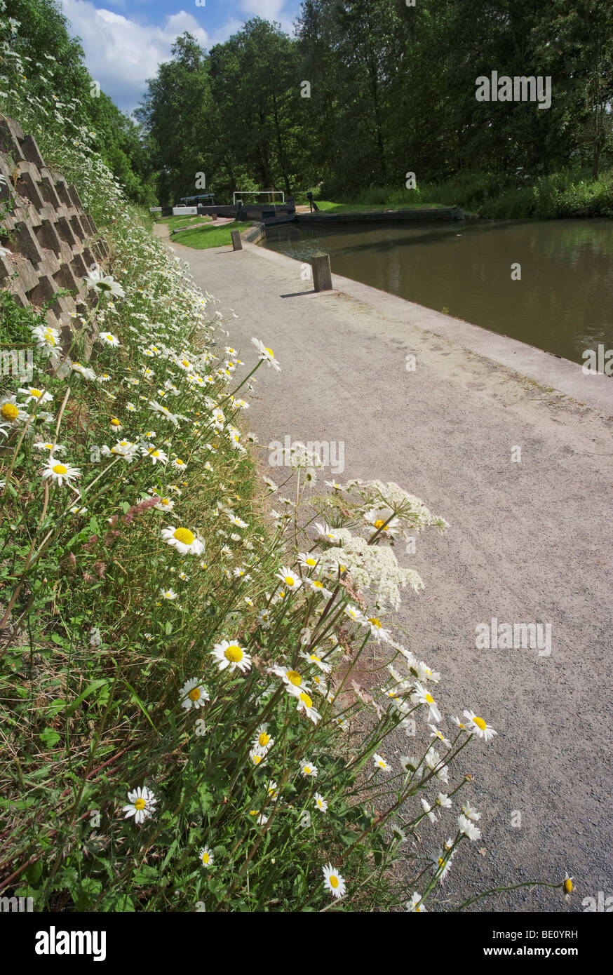 wild flowers growing in an urban environment Stock Photo - Alamy