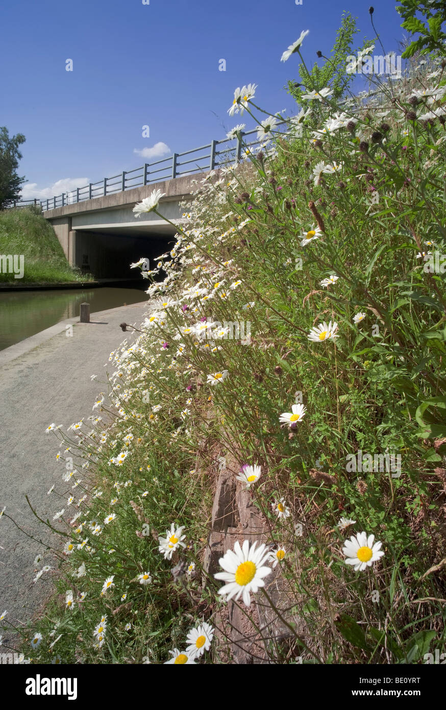 Motorway verge flowers hi-res stock photography and images - Alamy