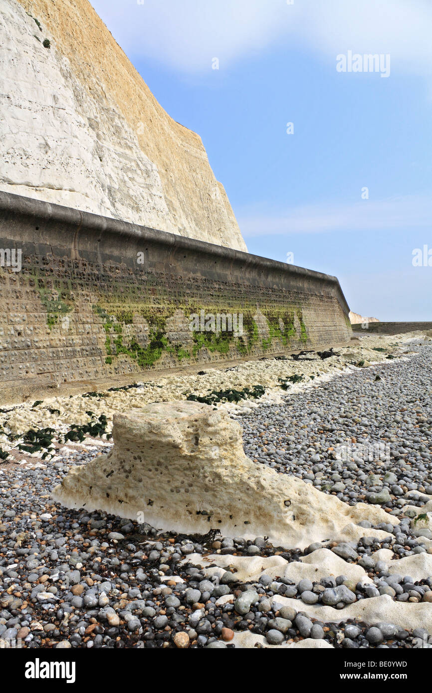Giant ammonites Parapuzosia, fossils on the chalk foreshore between ...