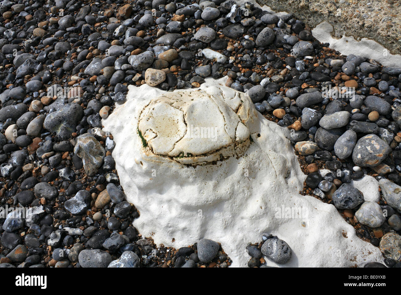 Giant ammonites Parapuzosia, fossils on the chalk foreshore between ...