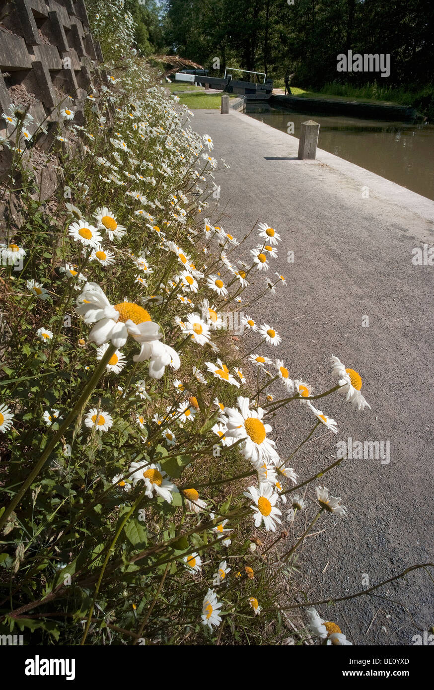 Motorway verge flowers hi-res stock photography and images - Alamy