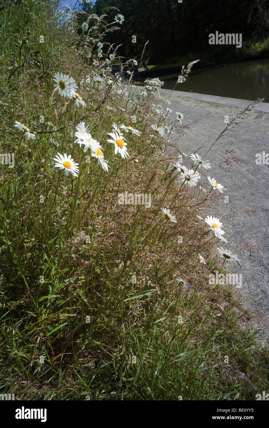 wild flowers growing in an urban environment Stock Photo - Alamy