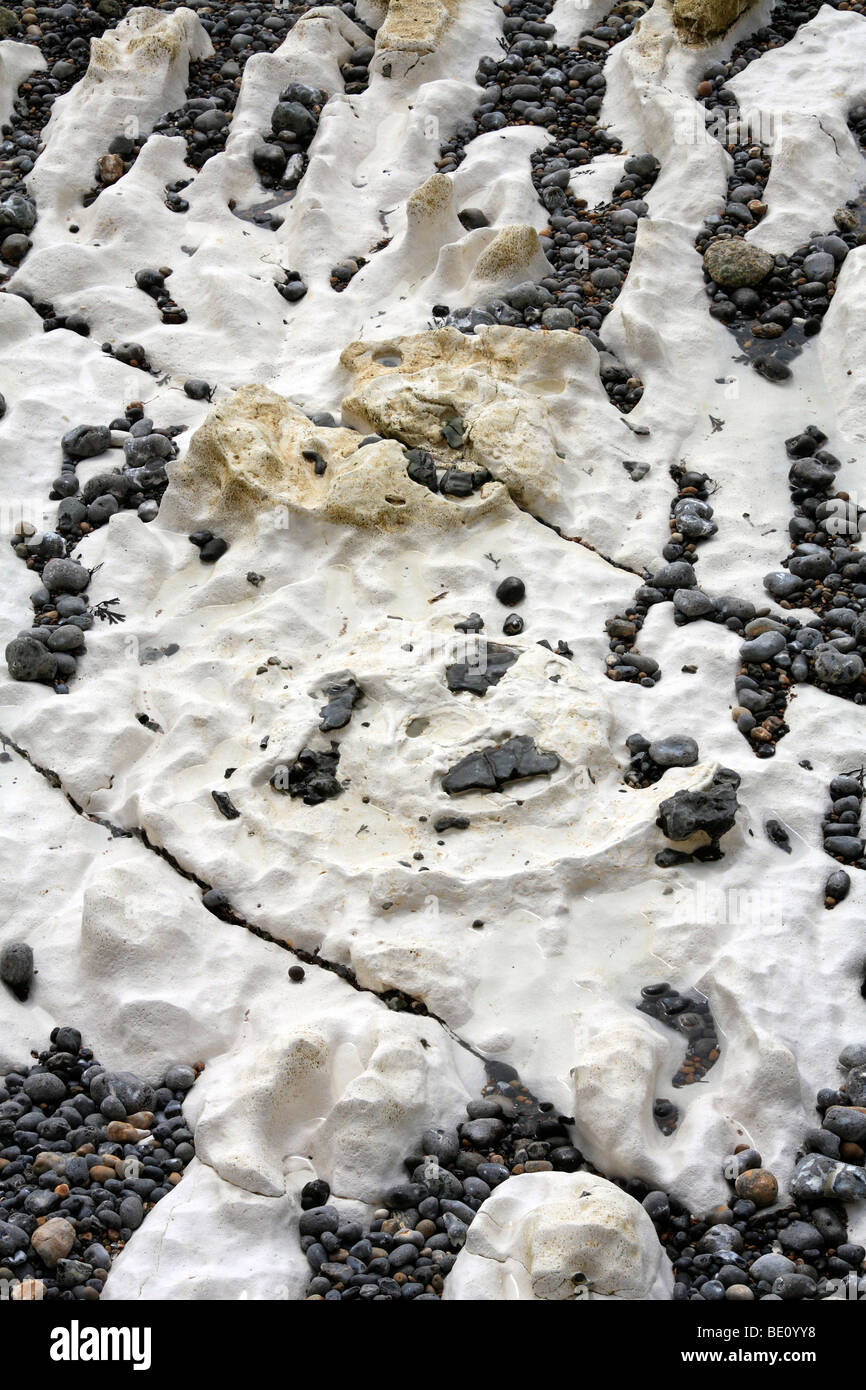Giant ammonites Parapuzosia, fossils on the chalk foreshore between ...