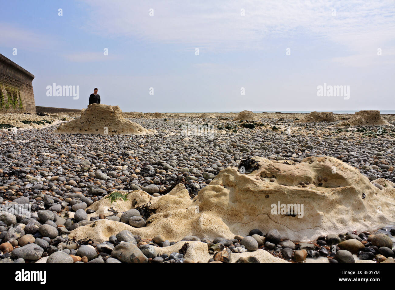 Giant ammonites Parapuzosia, fossils on the chalk foreshore between ...