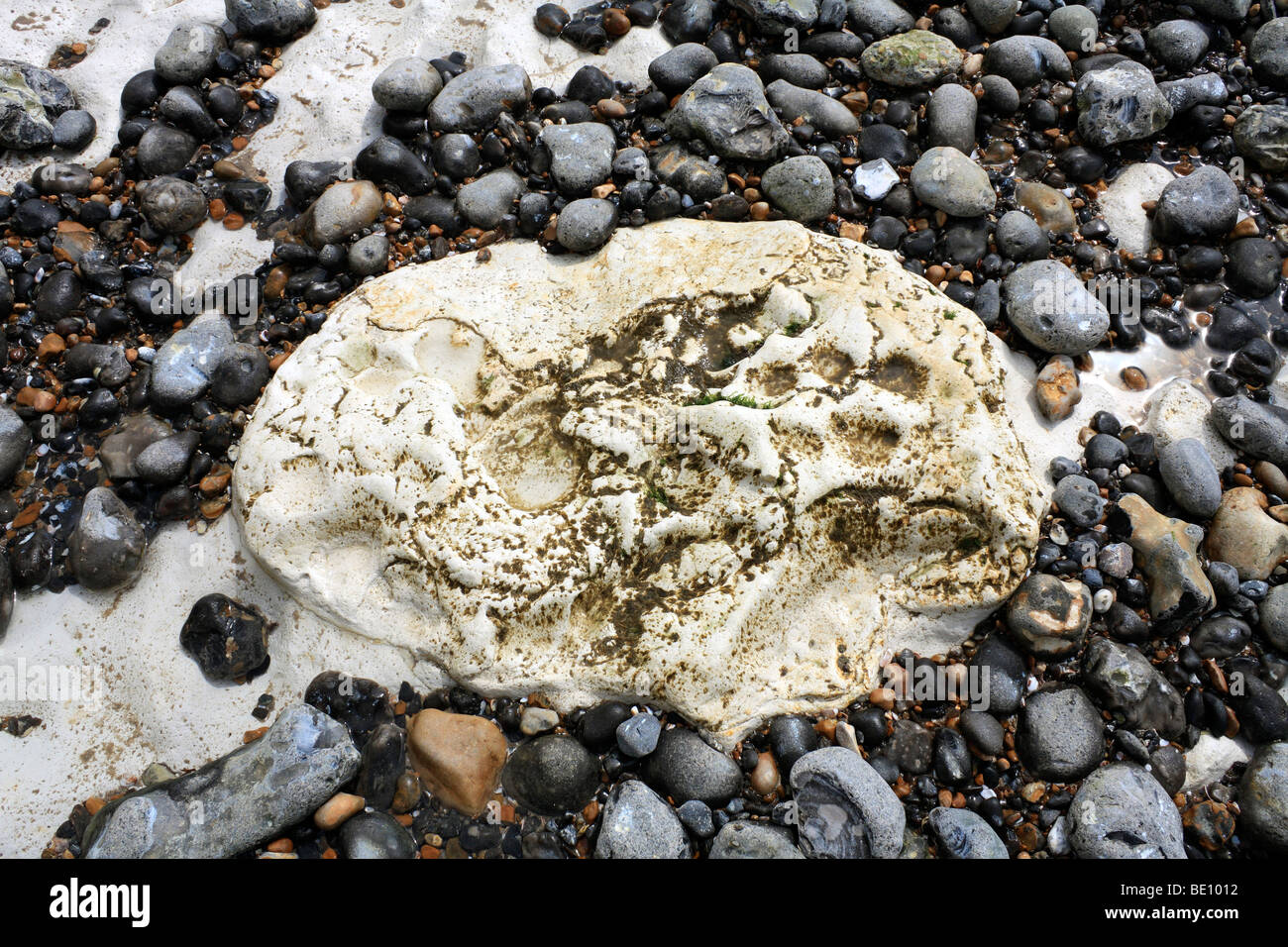 Giant ammonites Parapuzosia, fossils on the chalk foreshore between ...