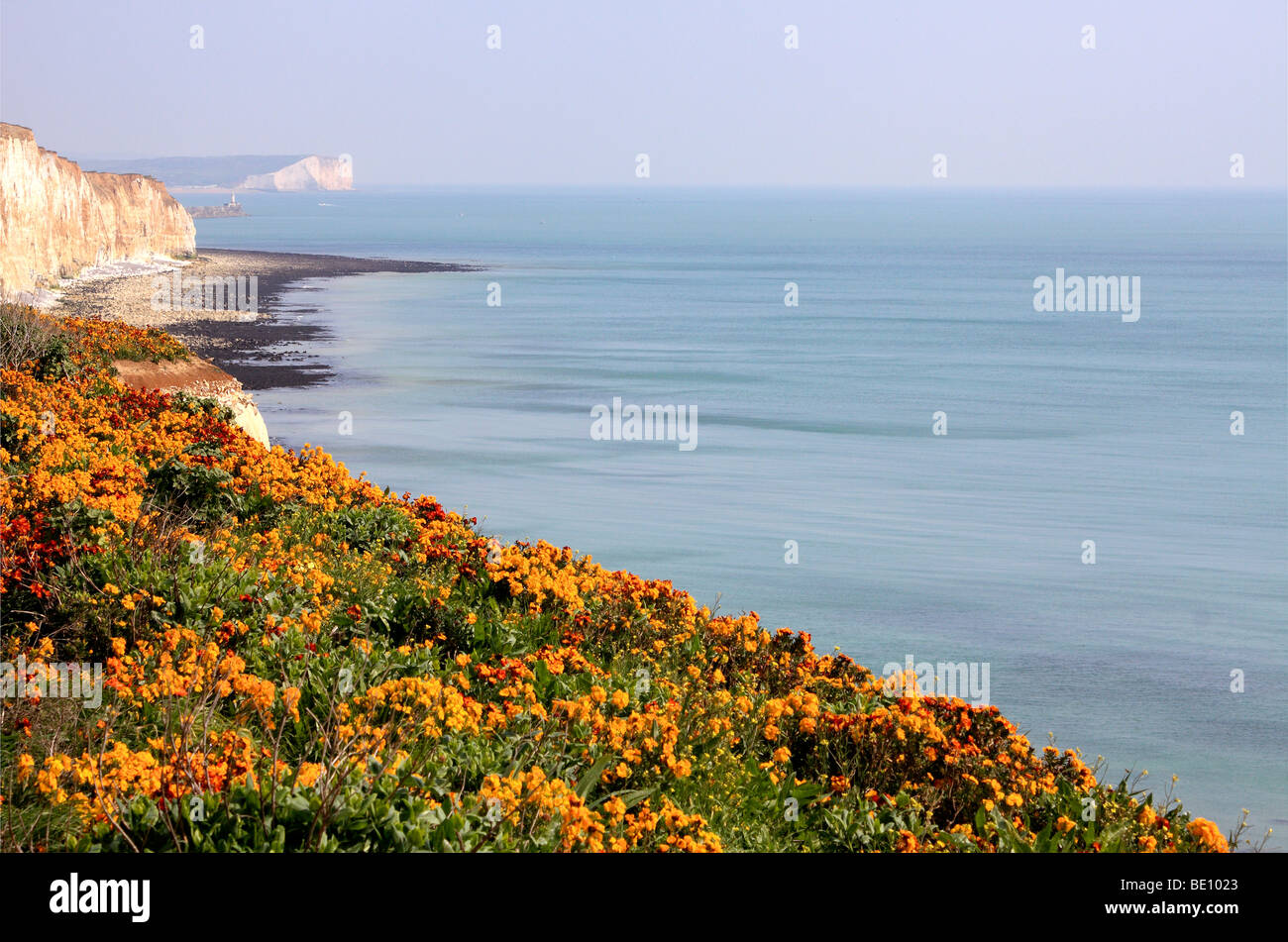 Flowers above the chalk cliffs at Peacehaven, East Sussex, England, UK ...
