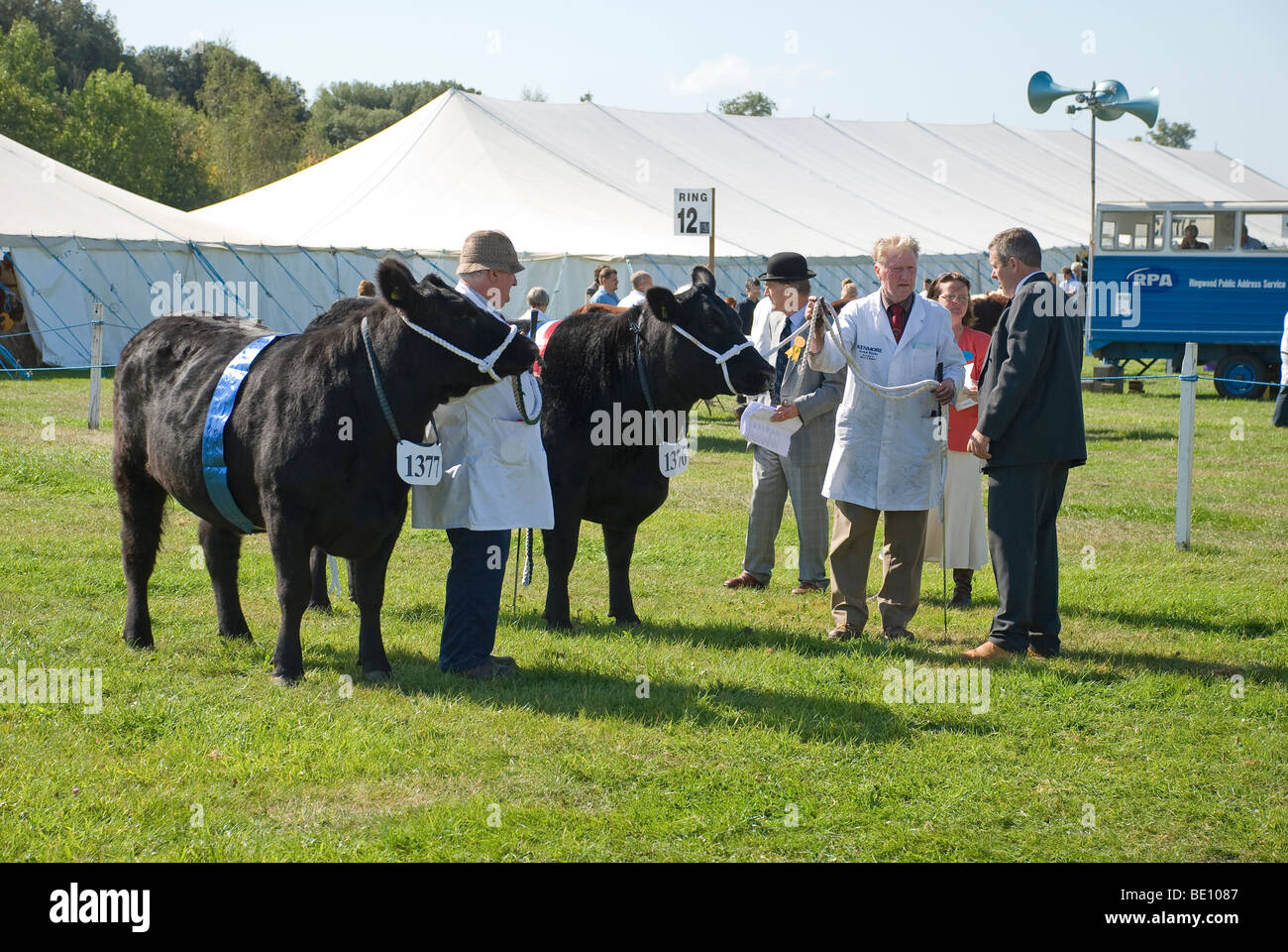 cattle judging at romsey show Stock Photo - Alamy