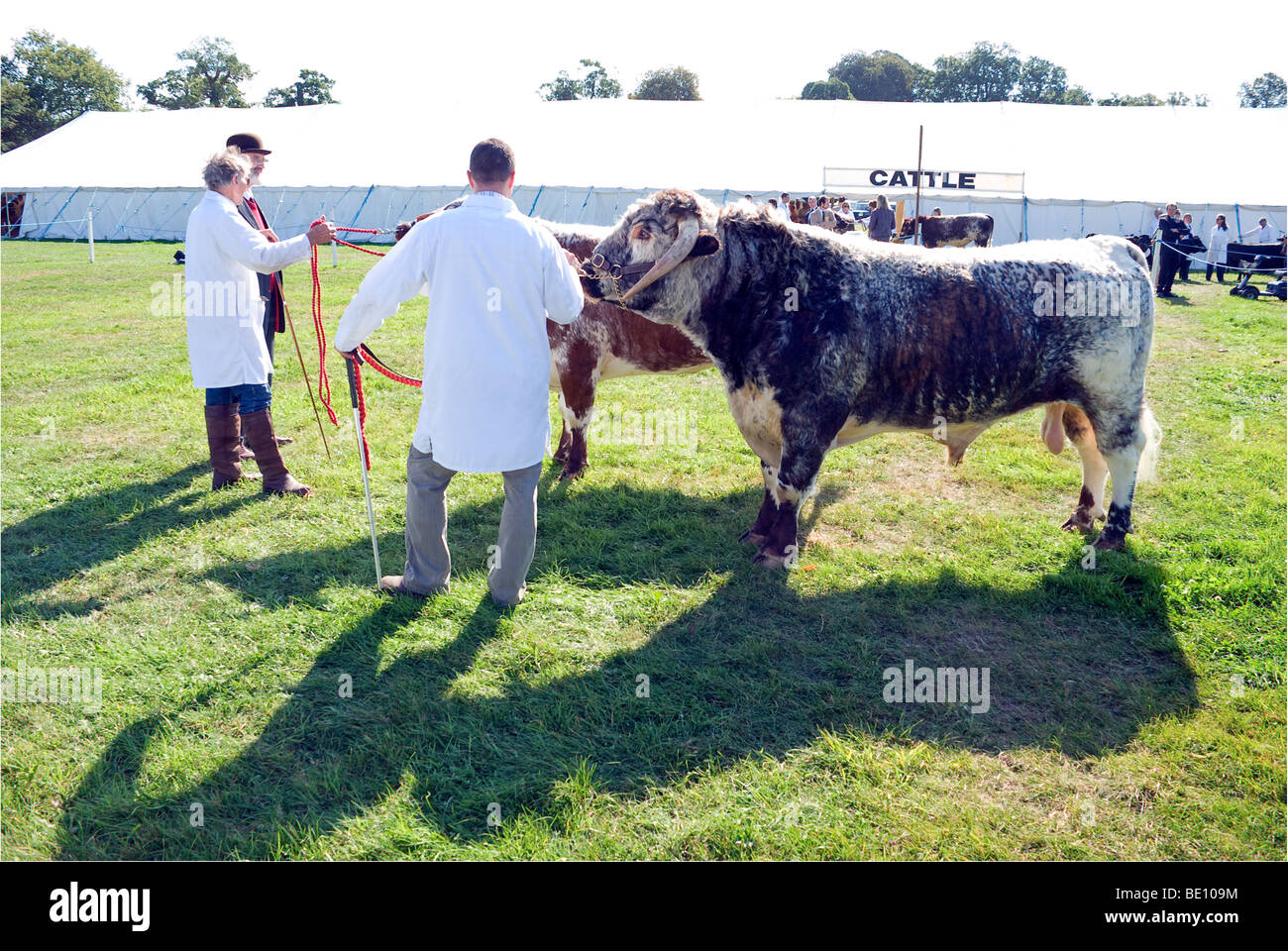 Beef shorthorn cattle hi-res stock photography and images - Alamy