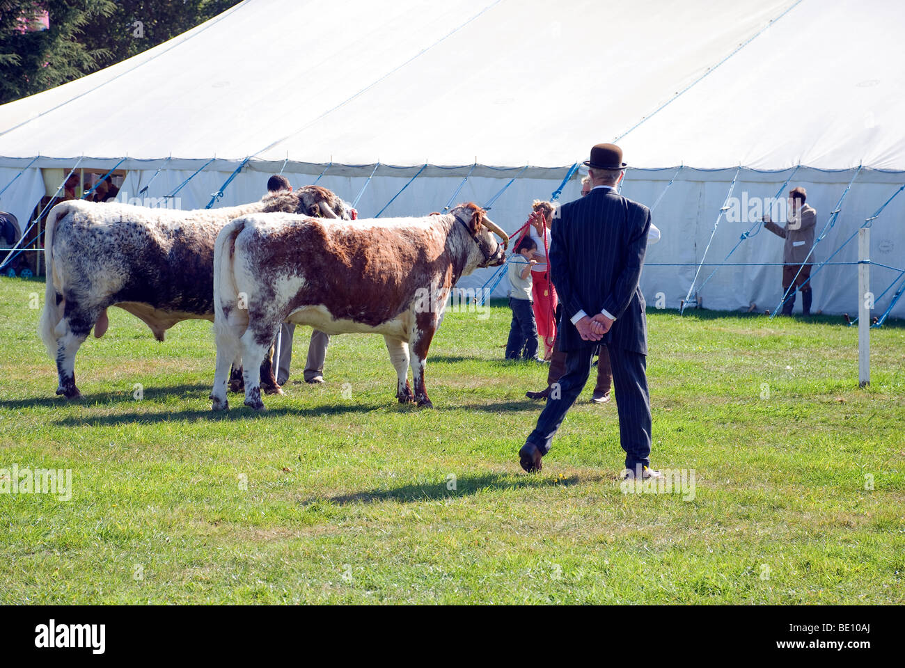 cattle judging at romsey show Stock Photo - Alamy