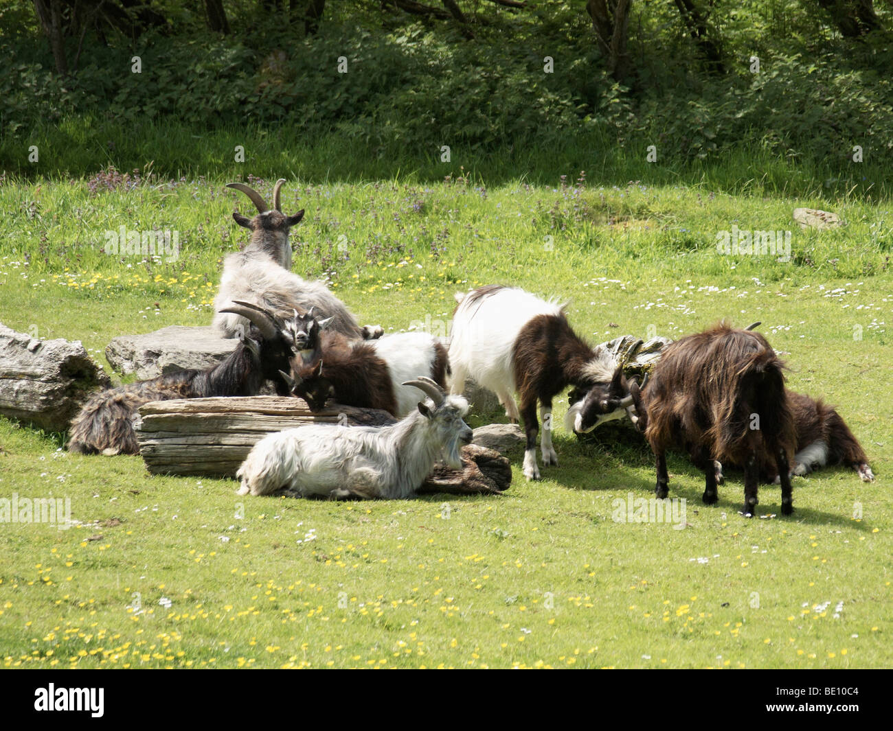 goats in the valley of the rocks lynton devon Stock Photo - Alamy