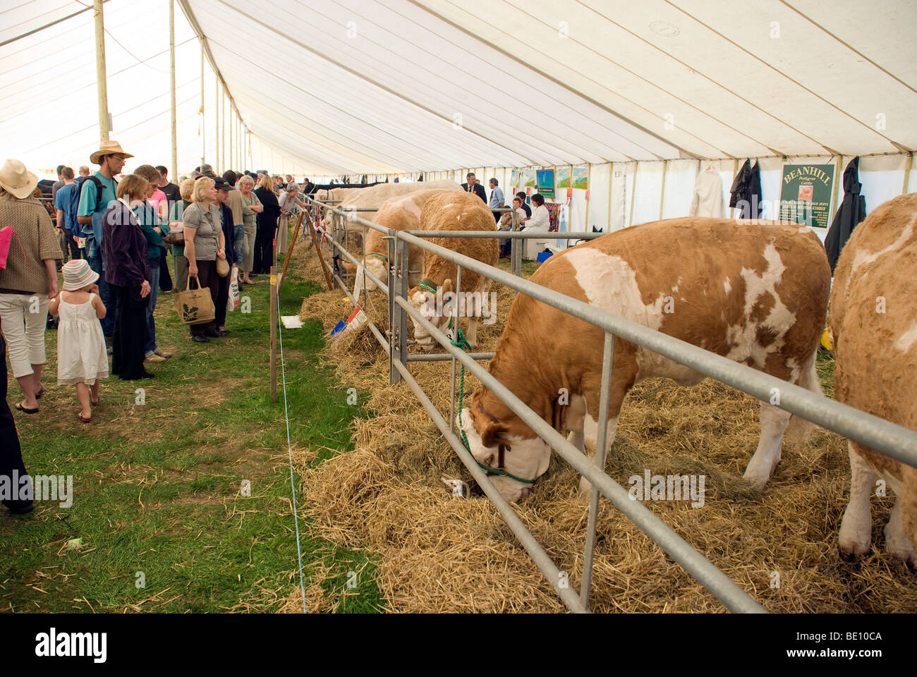 cattle tent at country show Stock Photo - Alamy