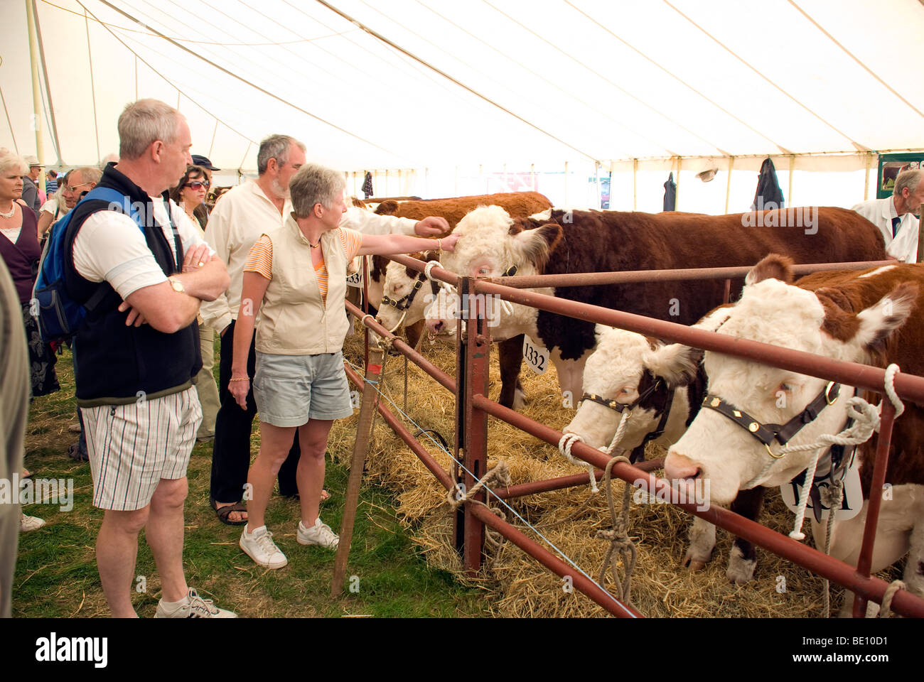 cattle tent at country show Stock Photo - Alamy