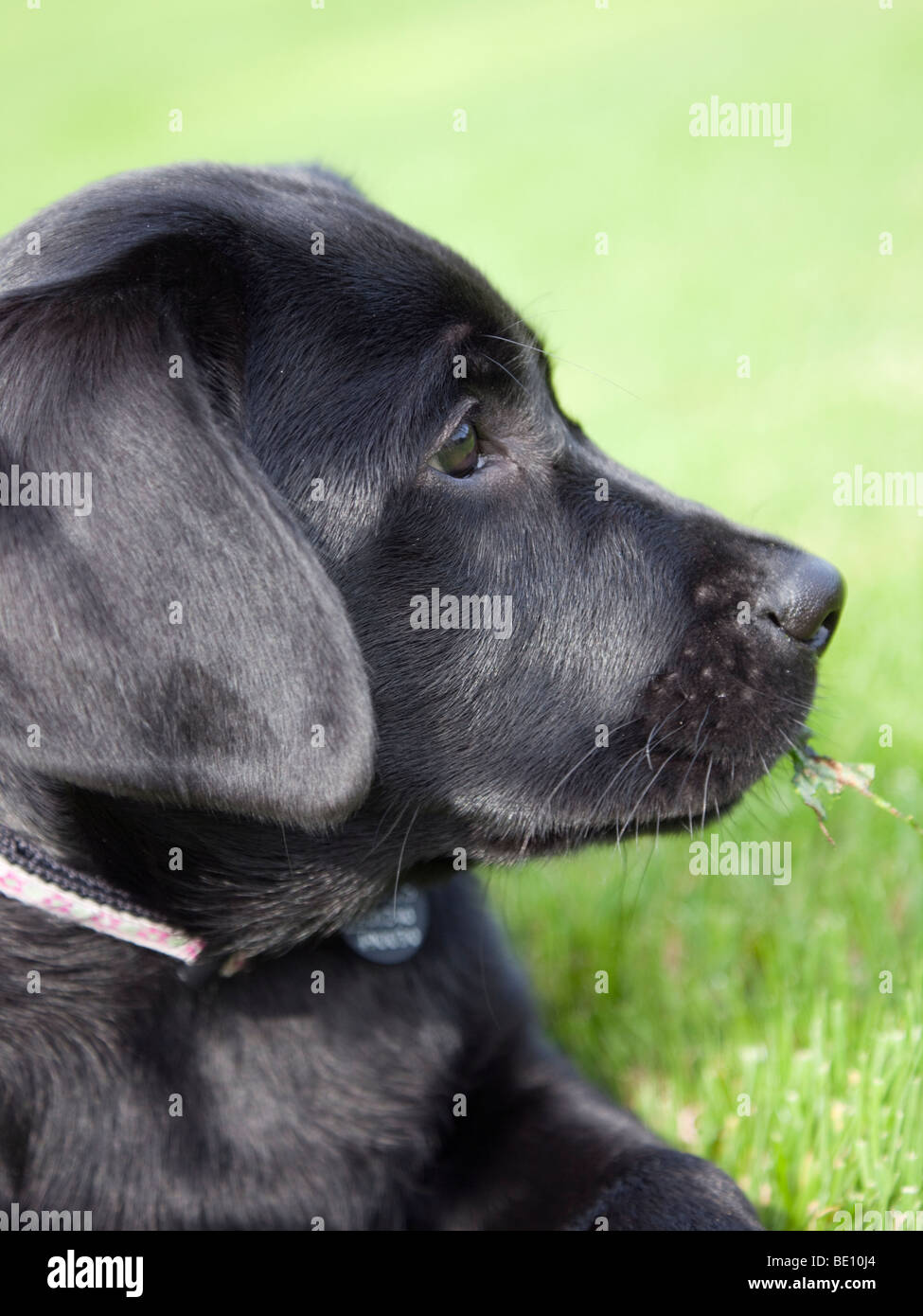 Black Labrador puppy dog outside. Head portrait side view Stock Photo ...