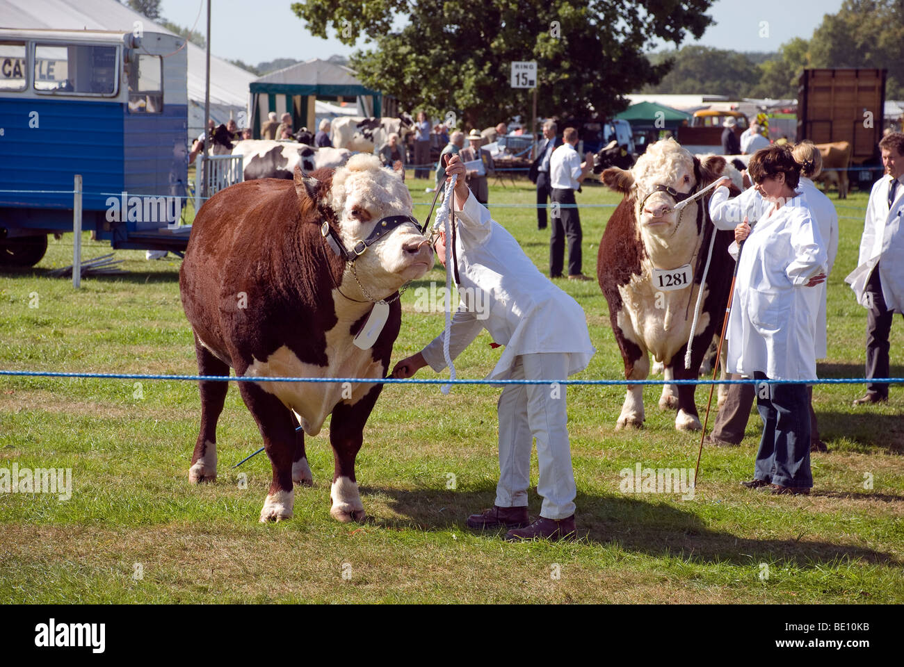 cattle judging at romsey show Stock Photo - Alamy