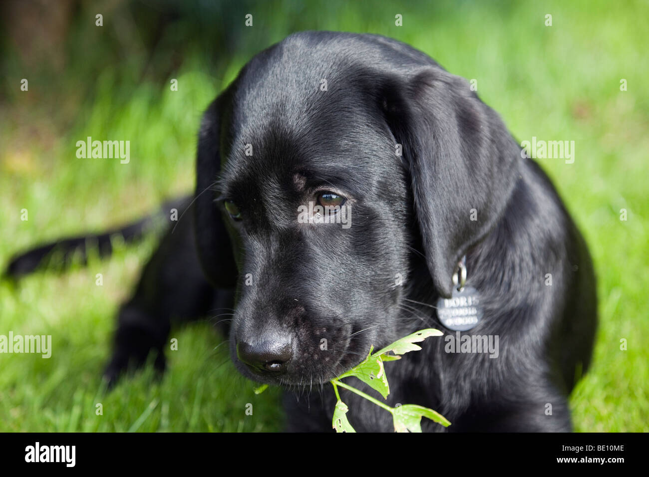 Britain UK Black Labrador puppy dog chewing a plant outside. Three ...