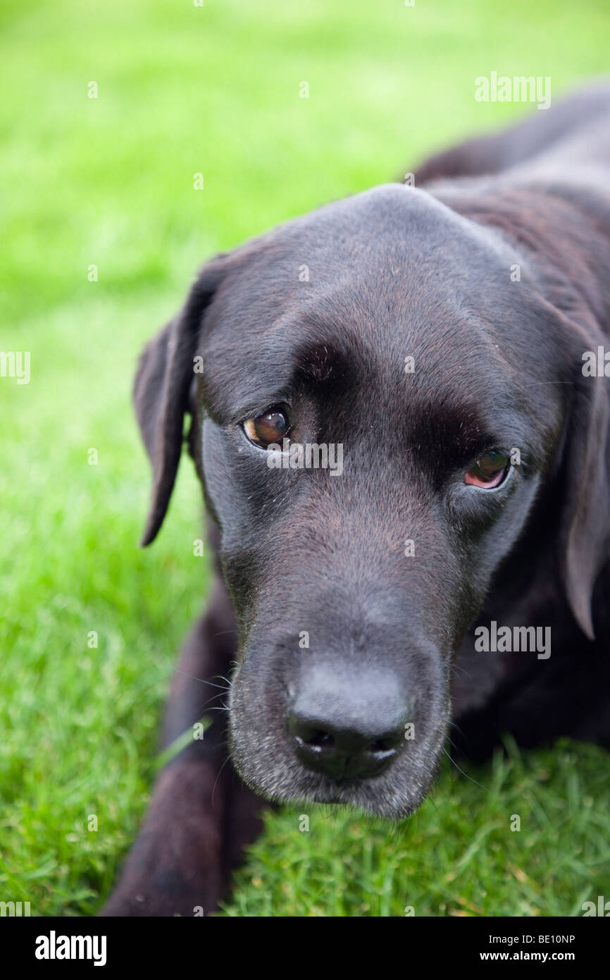 Britain UK. Old black Labrador dog with sad facial expression. Head ...