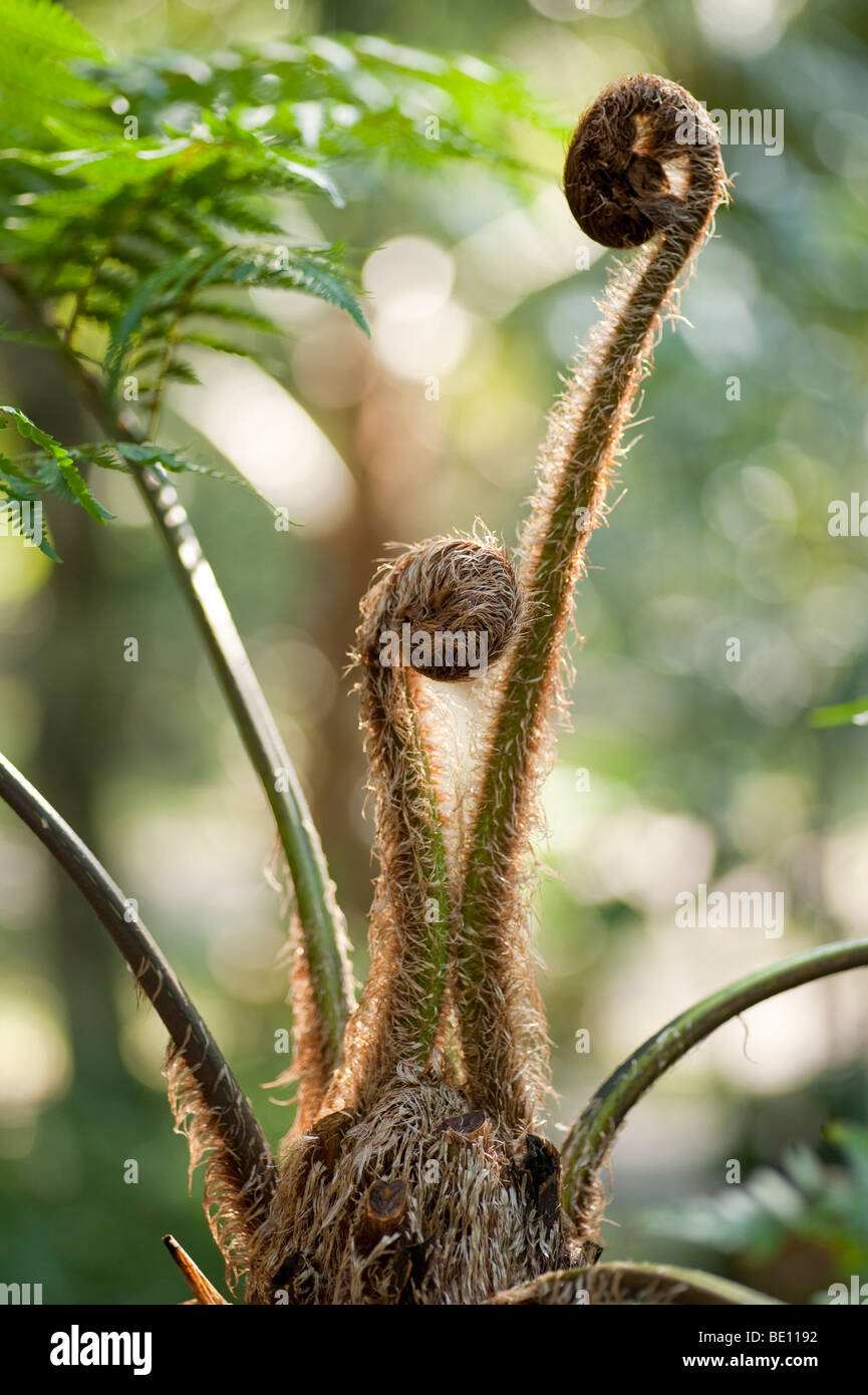 Australian tree fern bud Stock Photo - Alamy