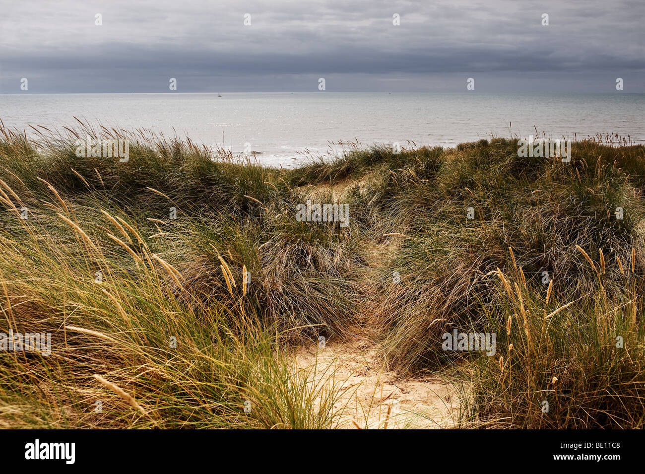 Marram Grass growing on sand dunes above the beach at Camber Sands in ...