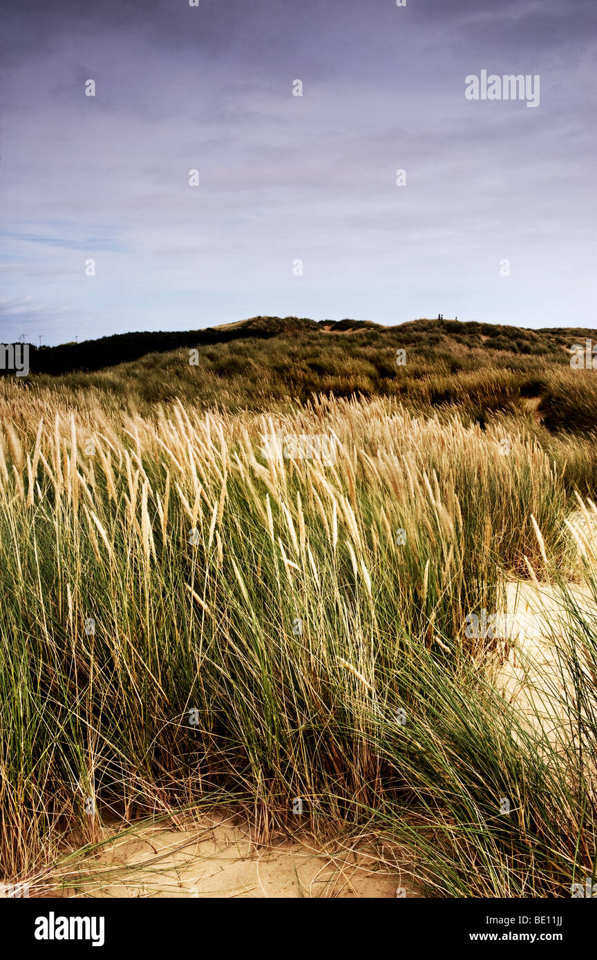 Marram Grass growing on sand dunes at Camber Sands in East Sussex ...