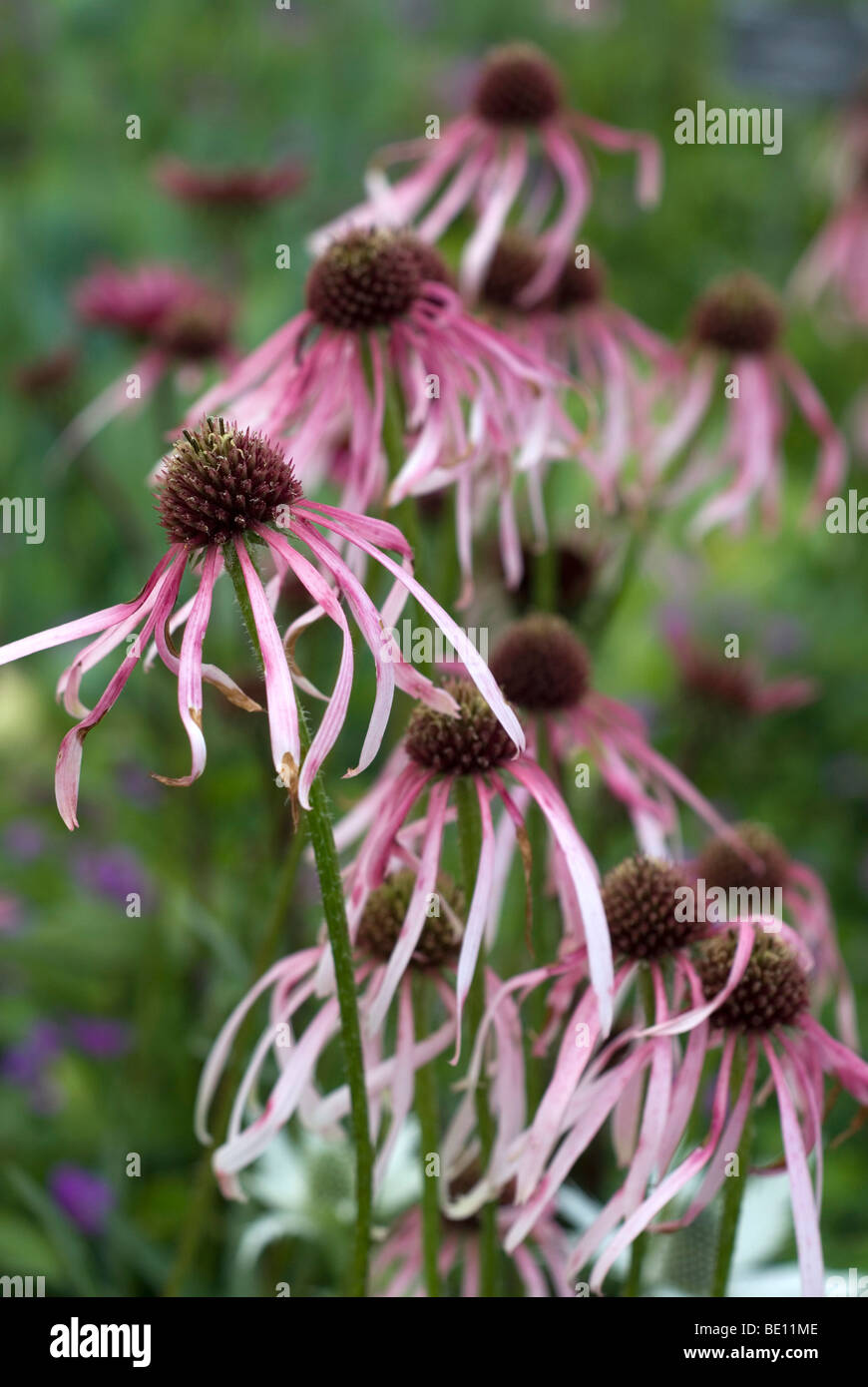Echinacea pallida hi-res stock photography and images - Alamy