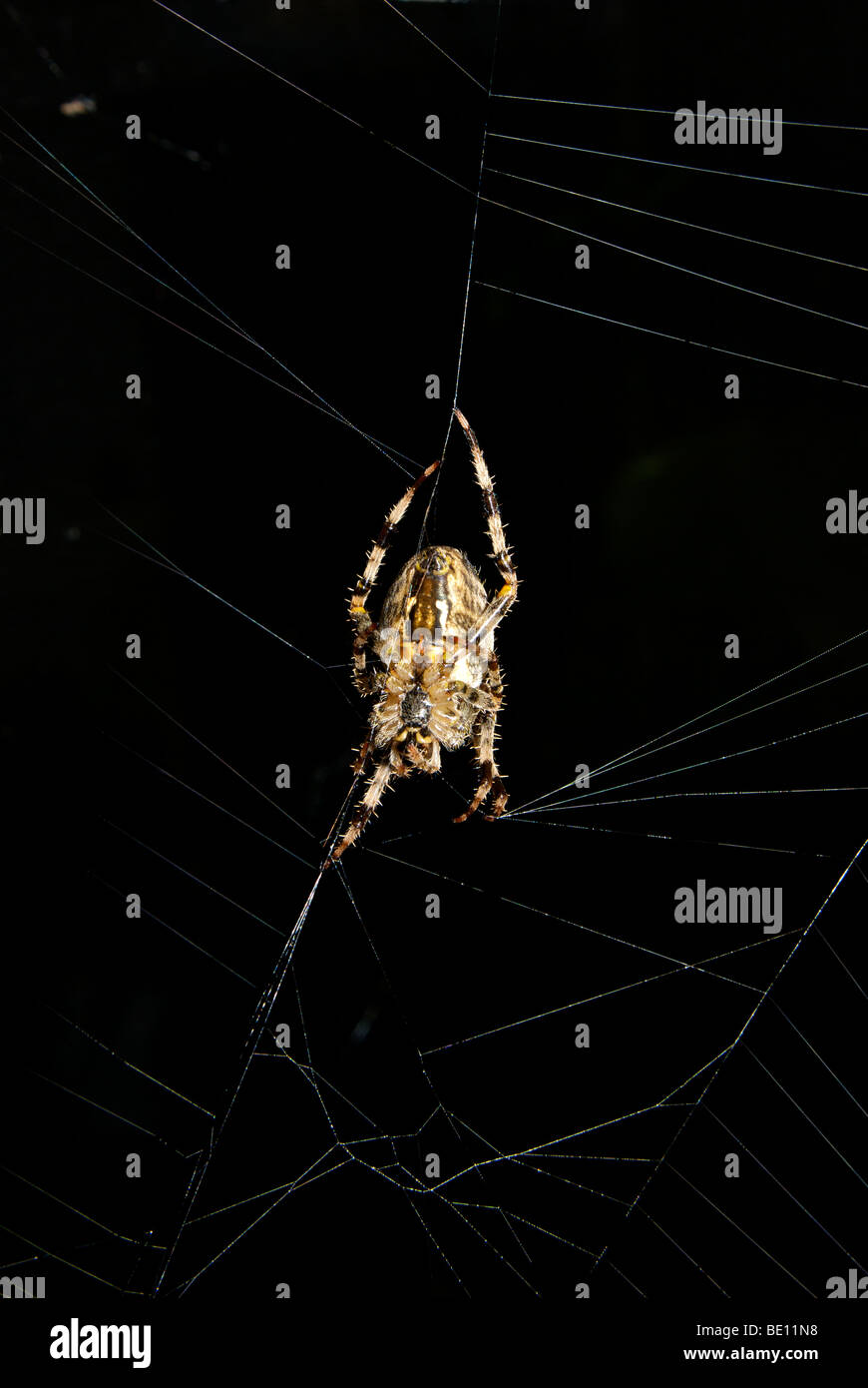 Underside big female garden orb weaving spider repairing her early ...