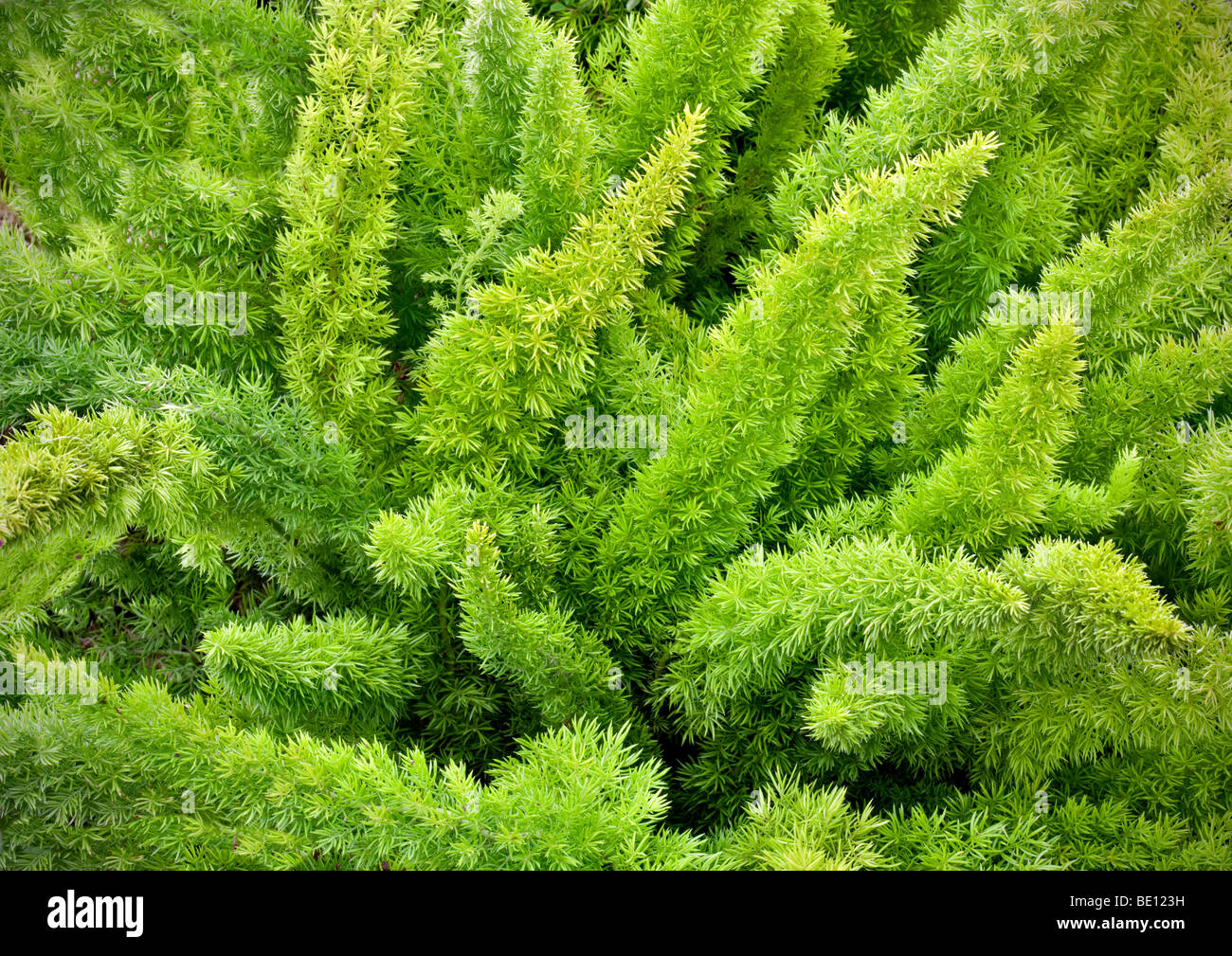 Pony tail hi-res stock photography and images - Alamy