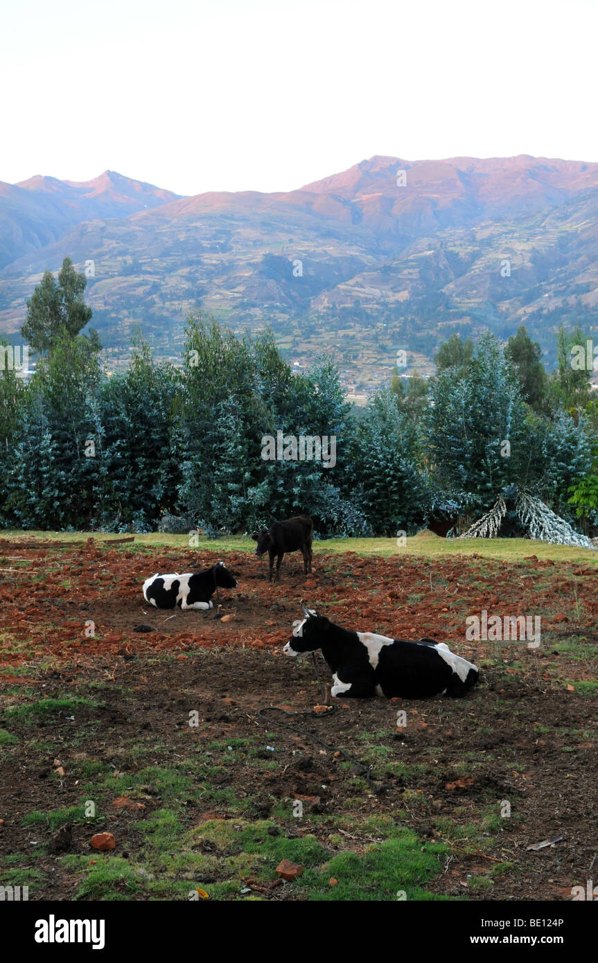Cows resting in the countryside of Cajabamba, Peru Stock Photo - Alamy