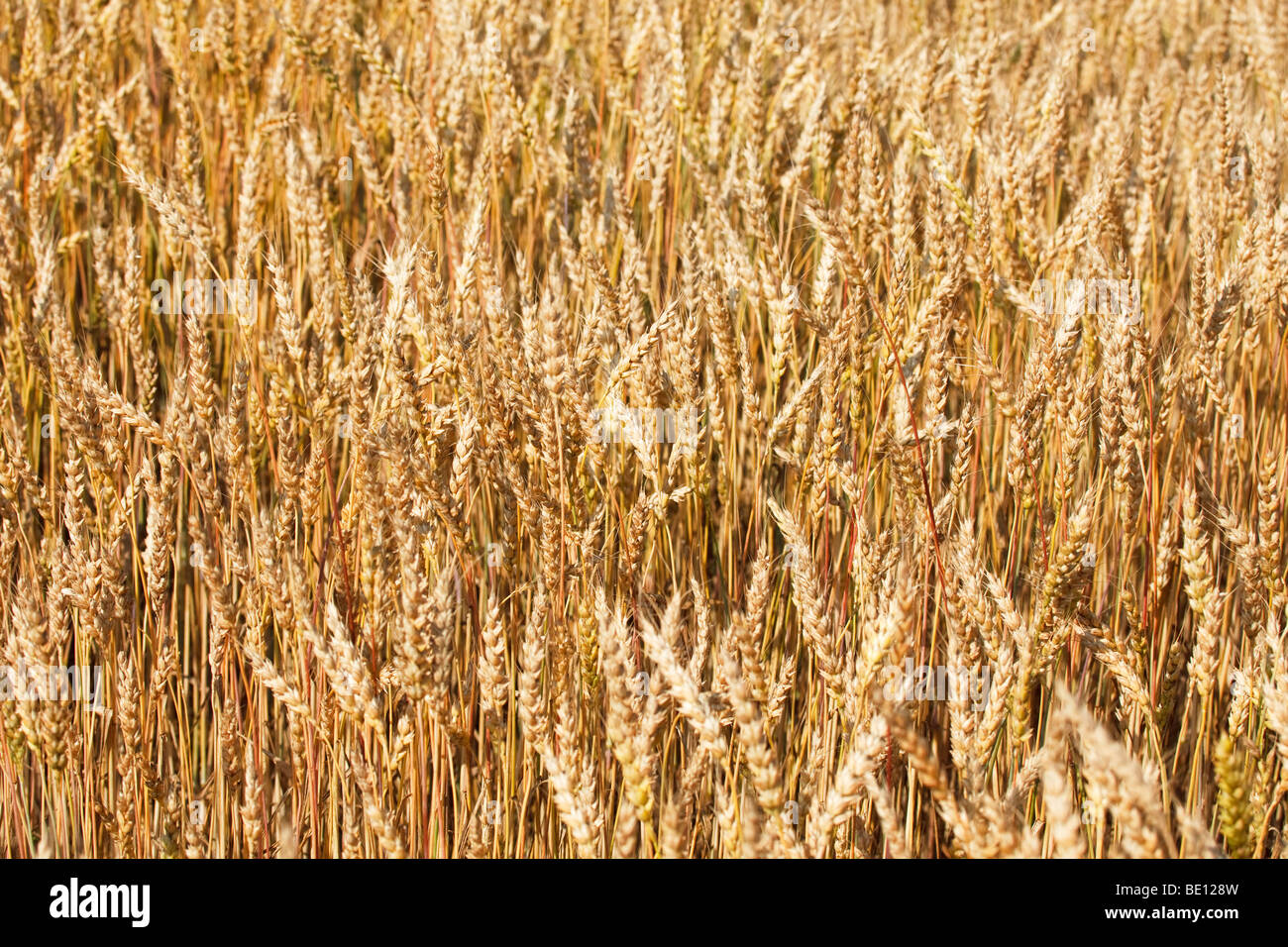 Corn barley hi-res stock photography and images - Alamy