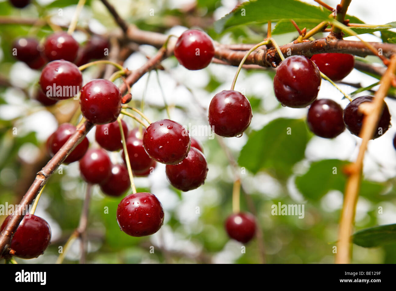 Red cherries in a tree Stock Photo - Alamy