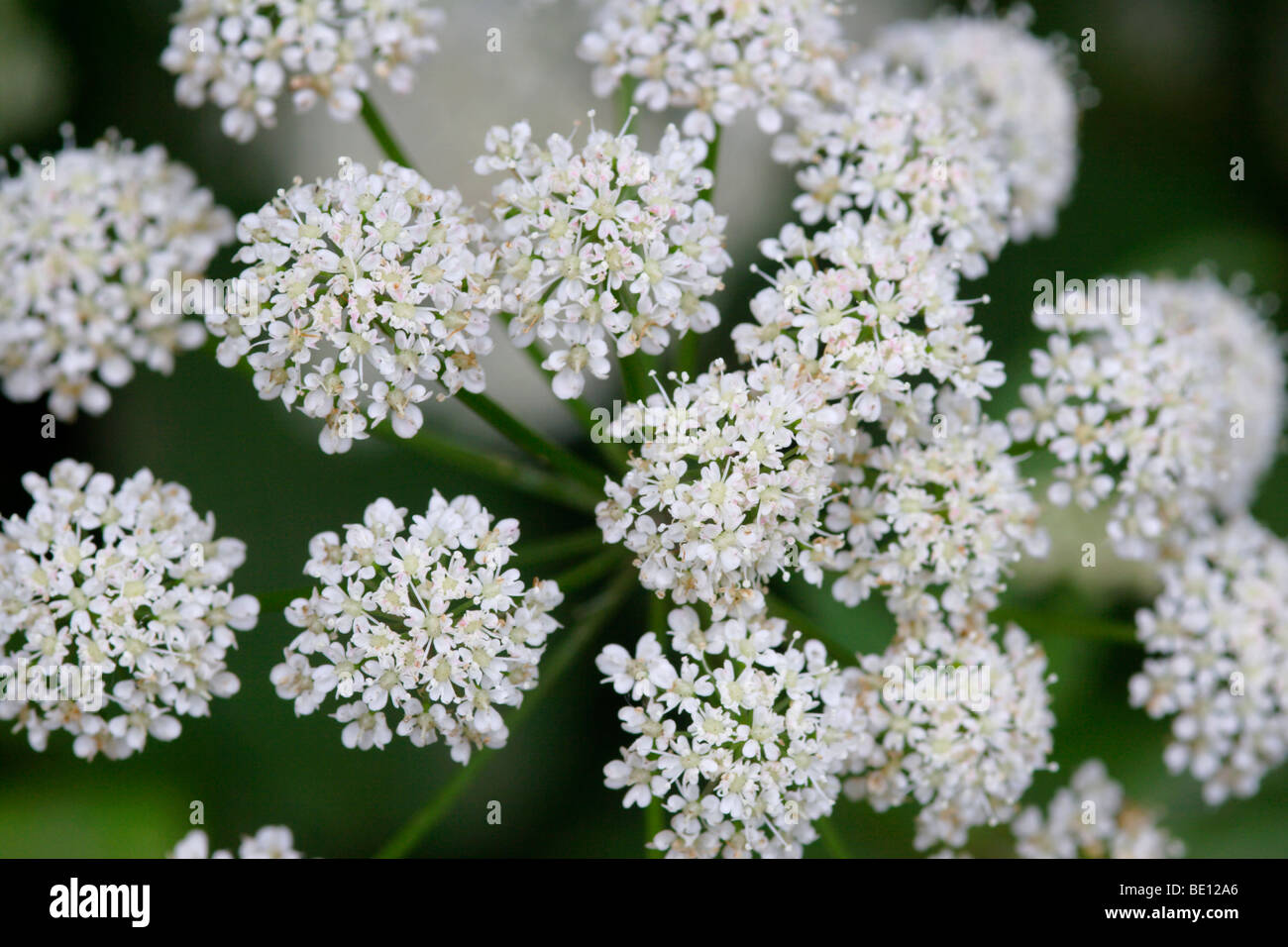 Ground elder (Aegopodium podagraria) in flower, England, UK Stock Photo ...