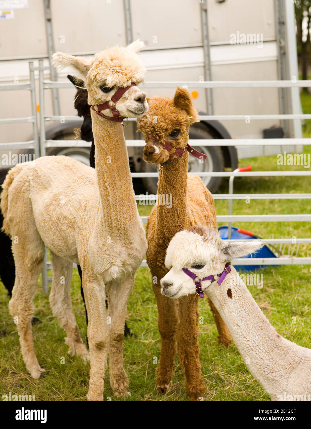 Cria llama hi-res stock photography and images - Alamy