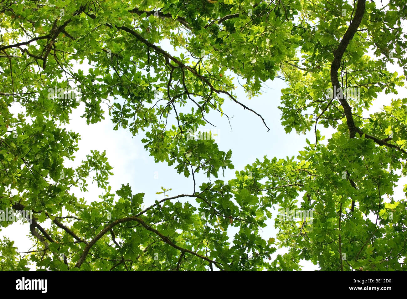 Beautiful worms eye view hi-res stock photography and images - Alamy