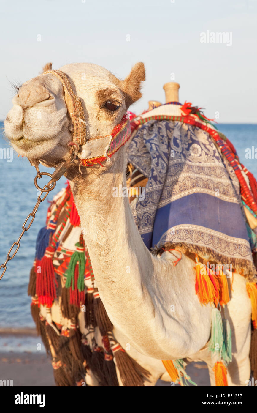 Red camel hi-res stock photography and images - Alamy