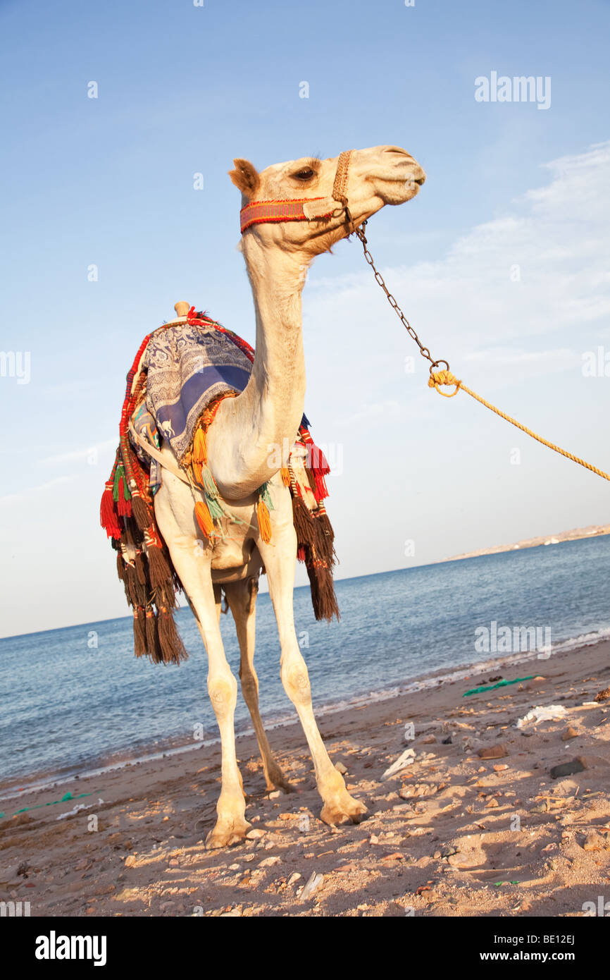 Red camel hi-res stock photography and images - Alamy
