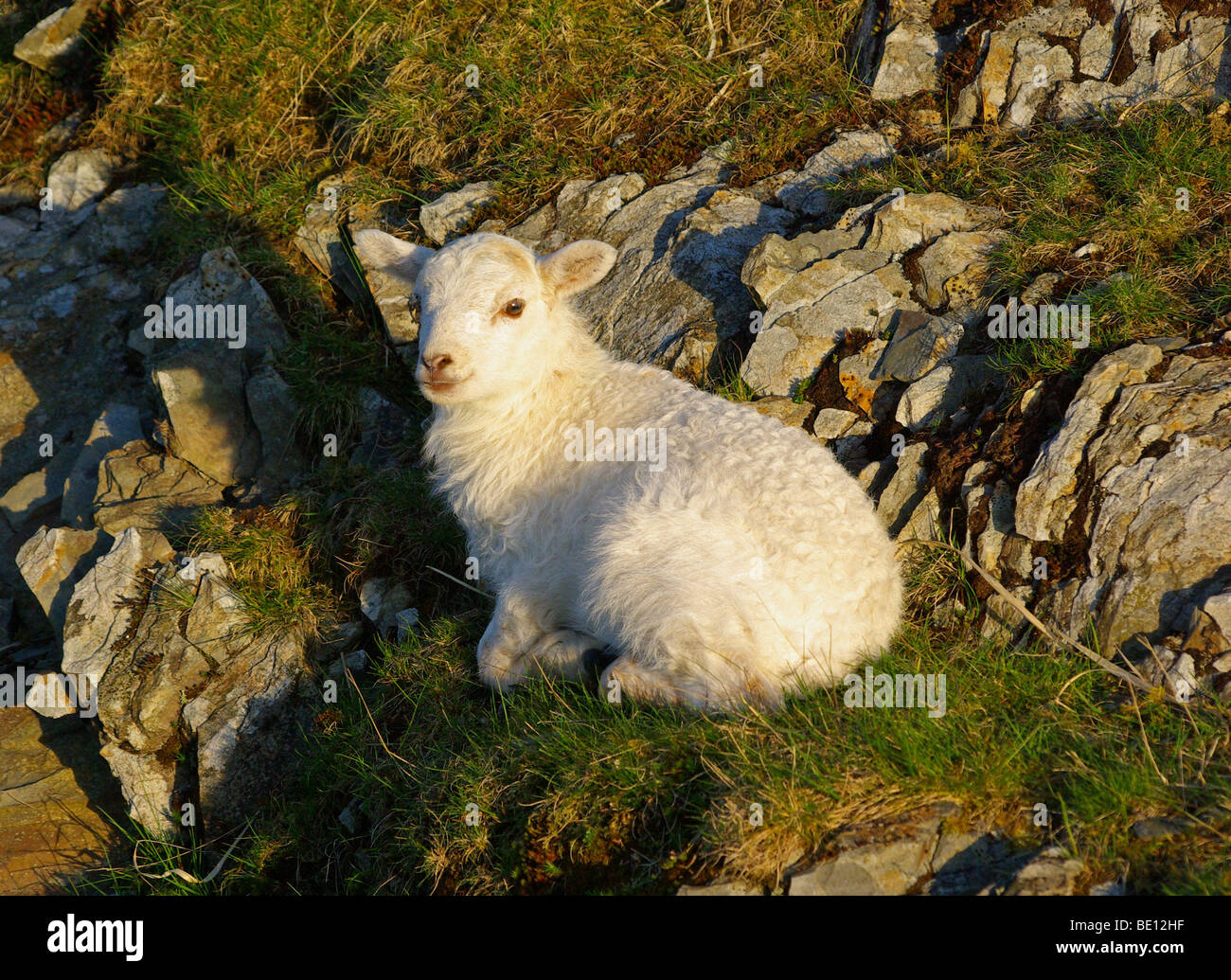 Welsh lamb and cambrian mountains hi-res stock photography and images ...