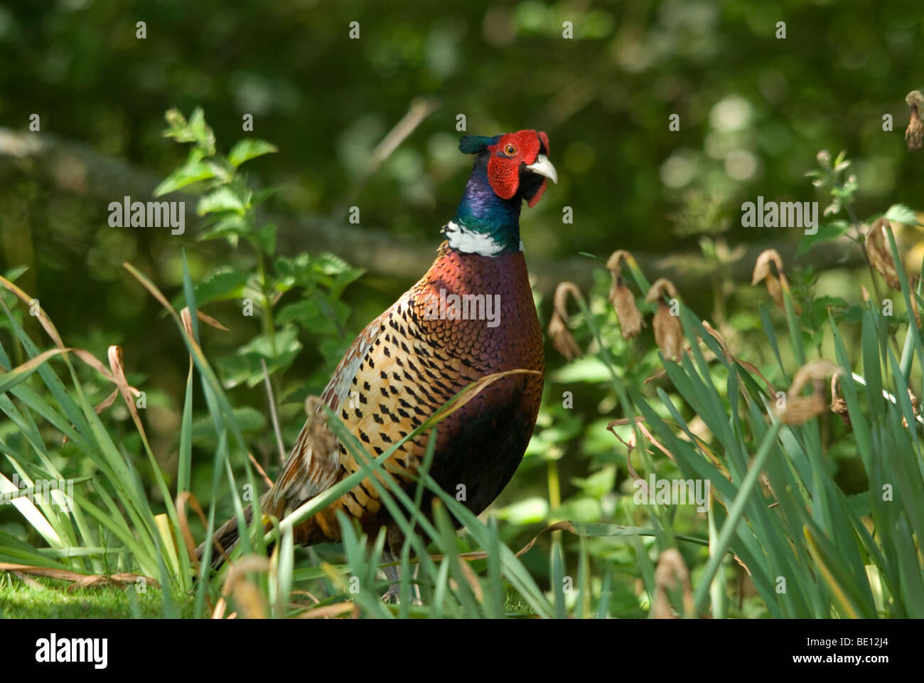 Cock Pheasant in woods Stock Photo - Alamy