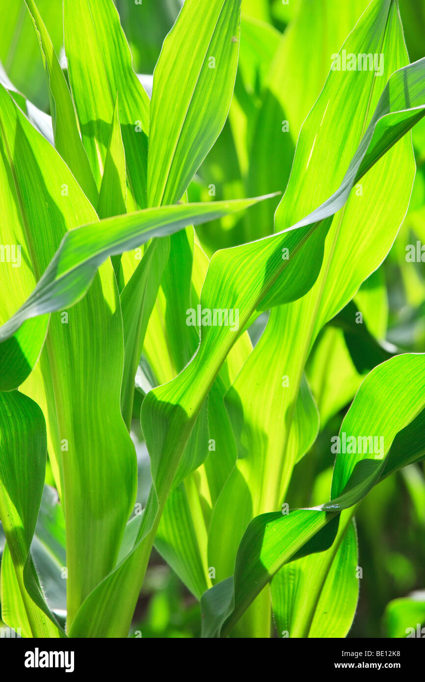 Corn growing in field, pure green background Stock Photo - Alamy