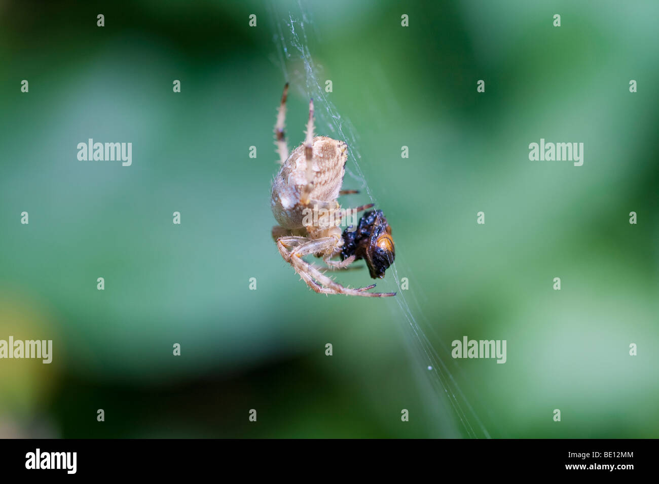Spider in the nature hi-res stock photography and images - Alamy