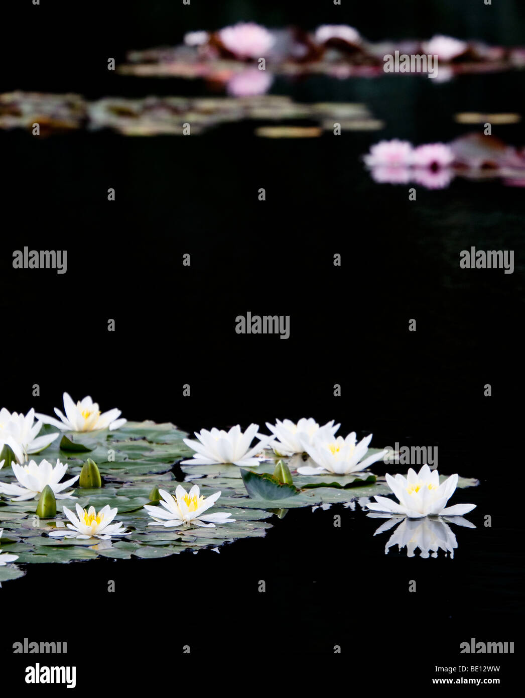 Nymphaea Water lily Flowers Stock Photo - Alamy