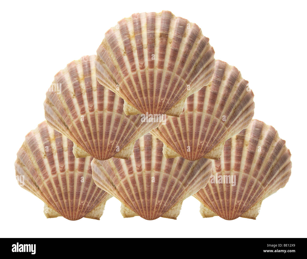 Mollusks still life invertebrate hi-res stock photography and images ...
