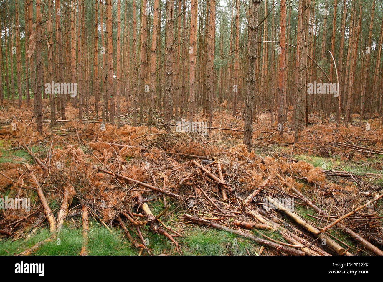 Monoculture hi-res stock photography and images - Alamy