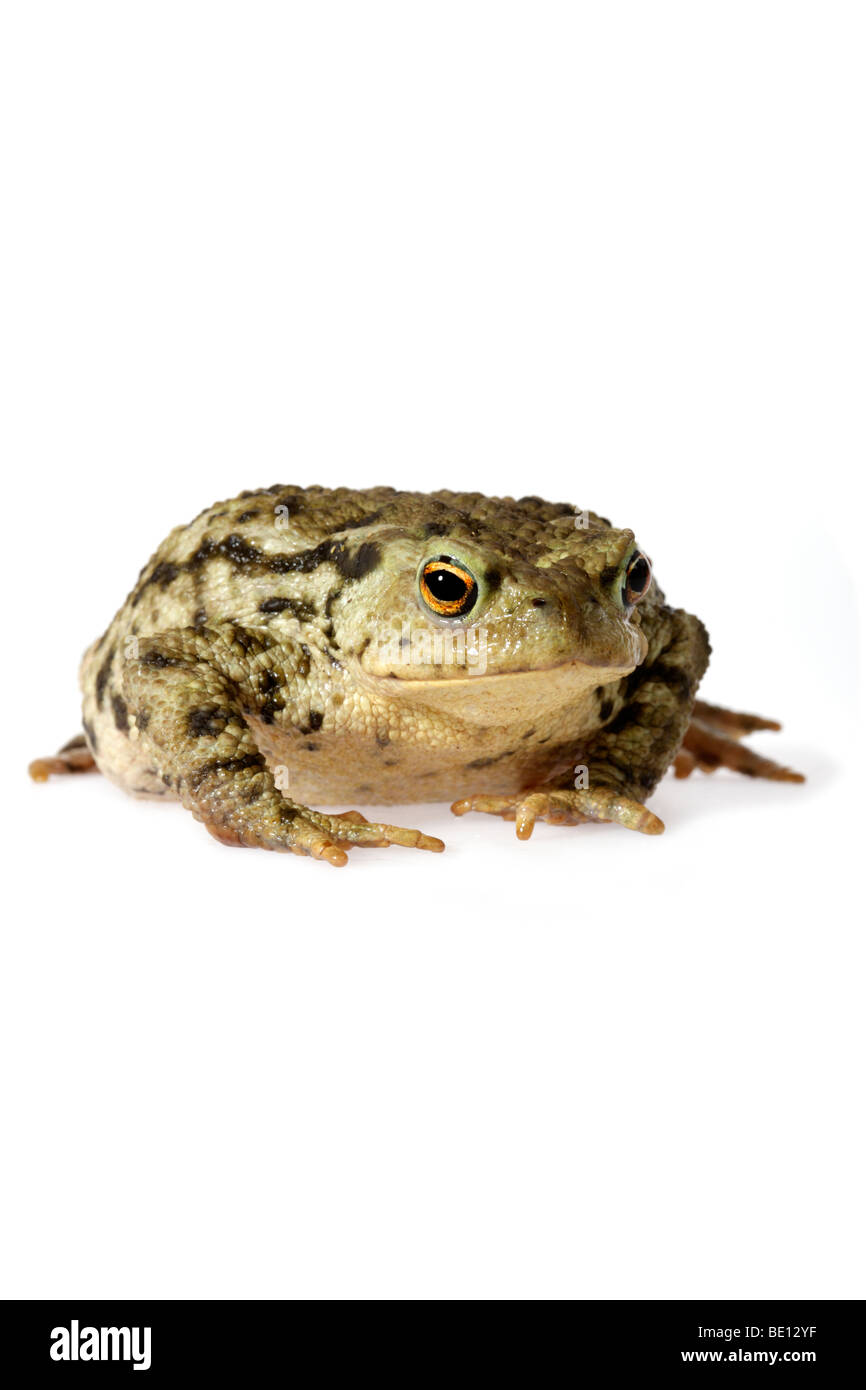 Common toad (Bufo bufo Stock Photo - Alamy