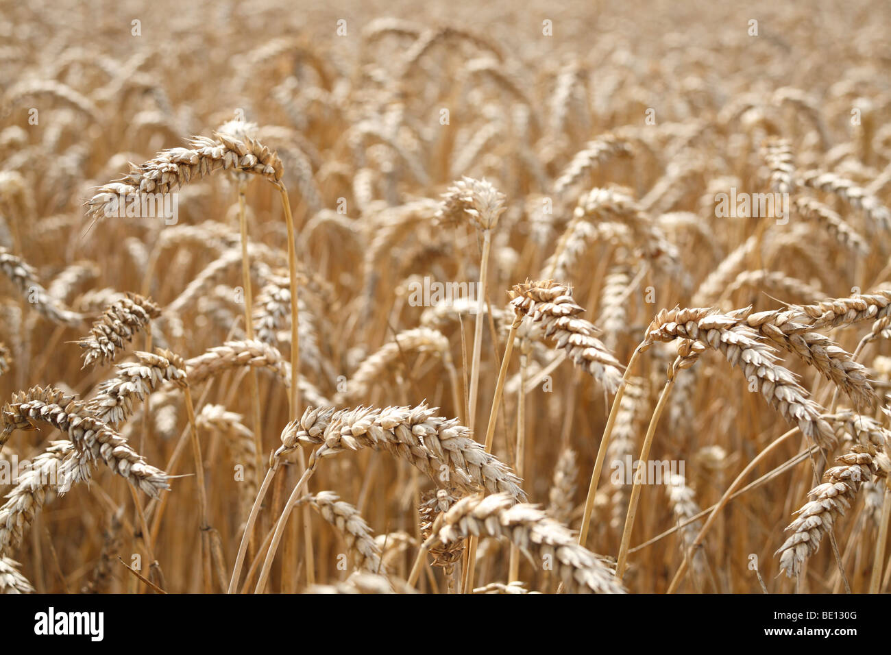 winter wheat field Stock Photo - Alamy